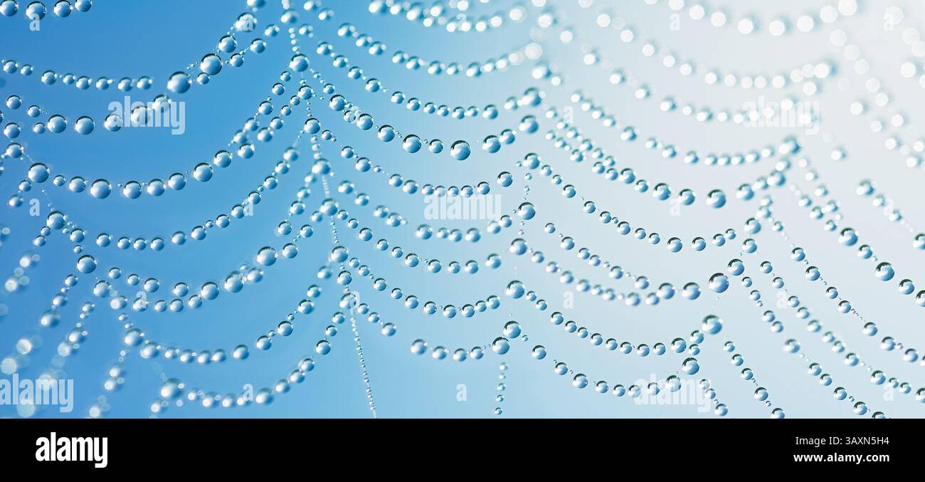 Transparent droplets aligned on spider silk lines creating abstract ...