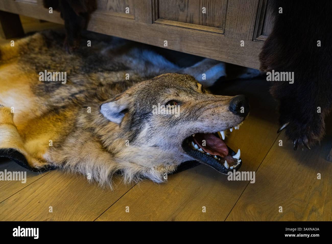 Grodno, Belarus, 03.01.2025 A wolf's head is laying on a rug, with its ...