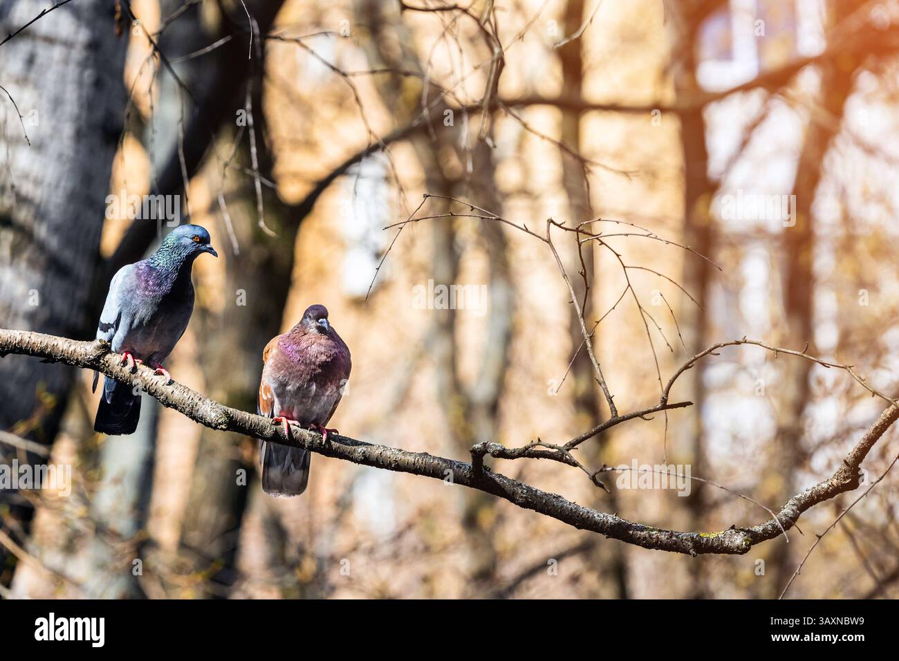 two doves sitting on a tree branch during mating season Stock Photo - Alamy