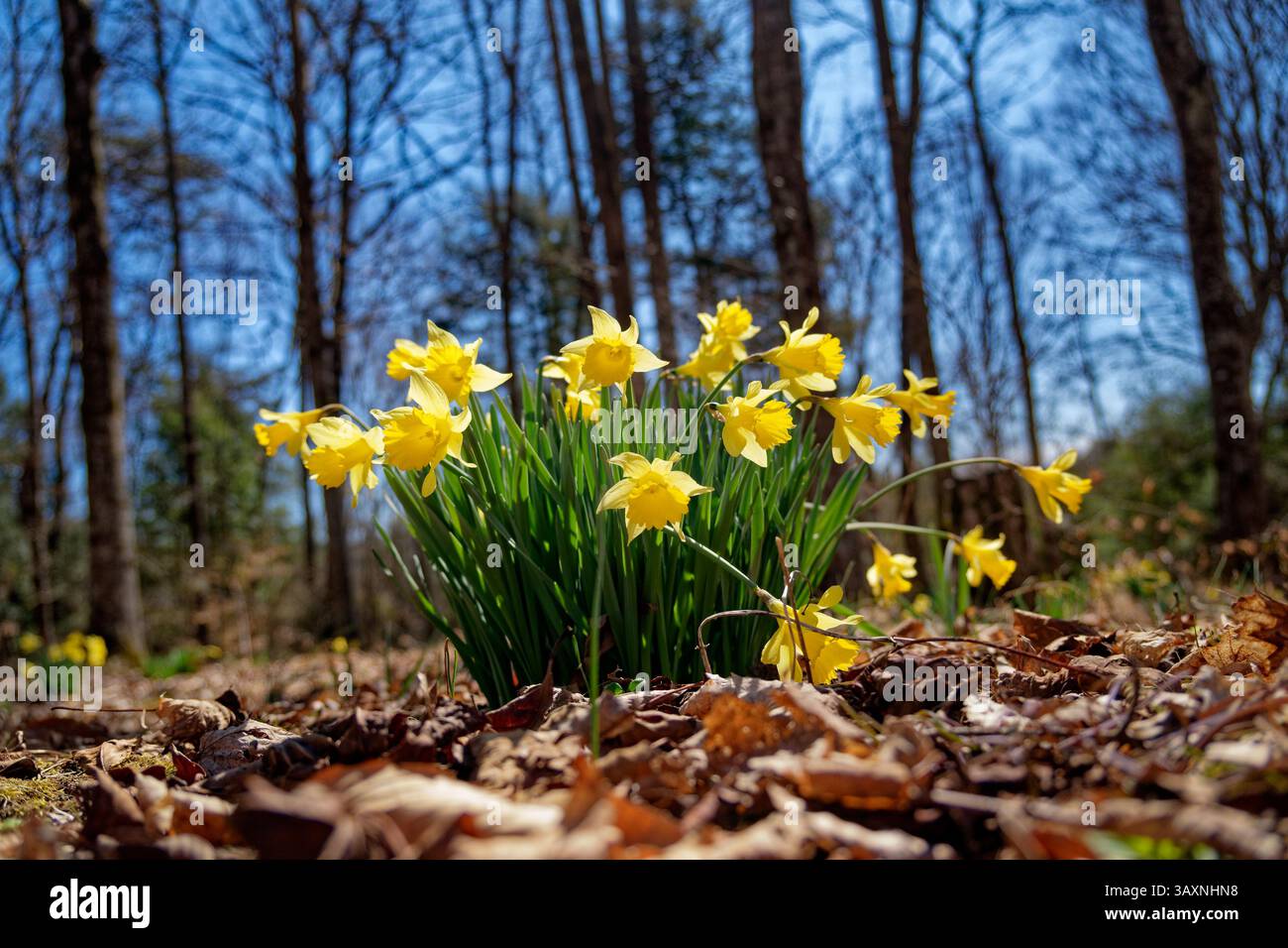Bunch of uncultivated yellow fully opened daffodils in bloom with ...