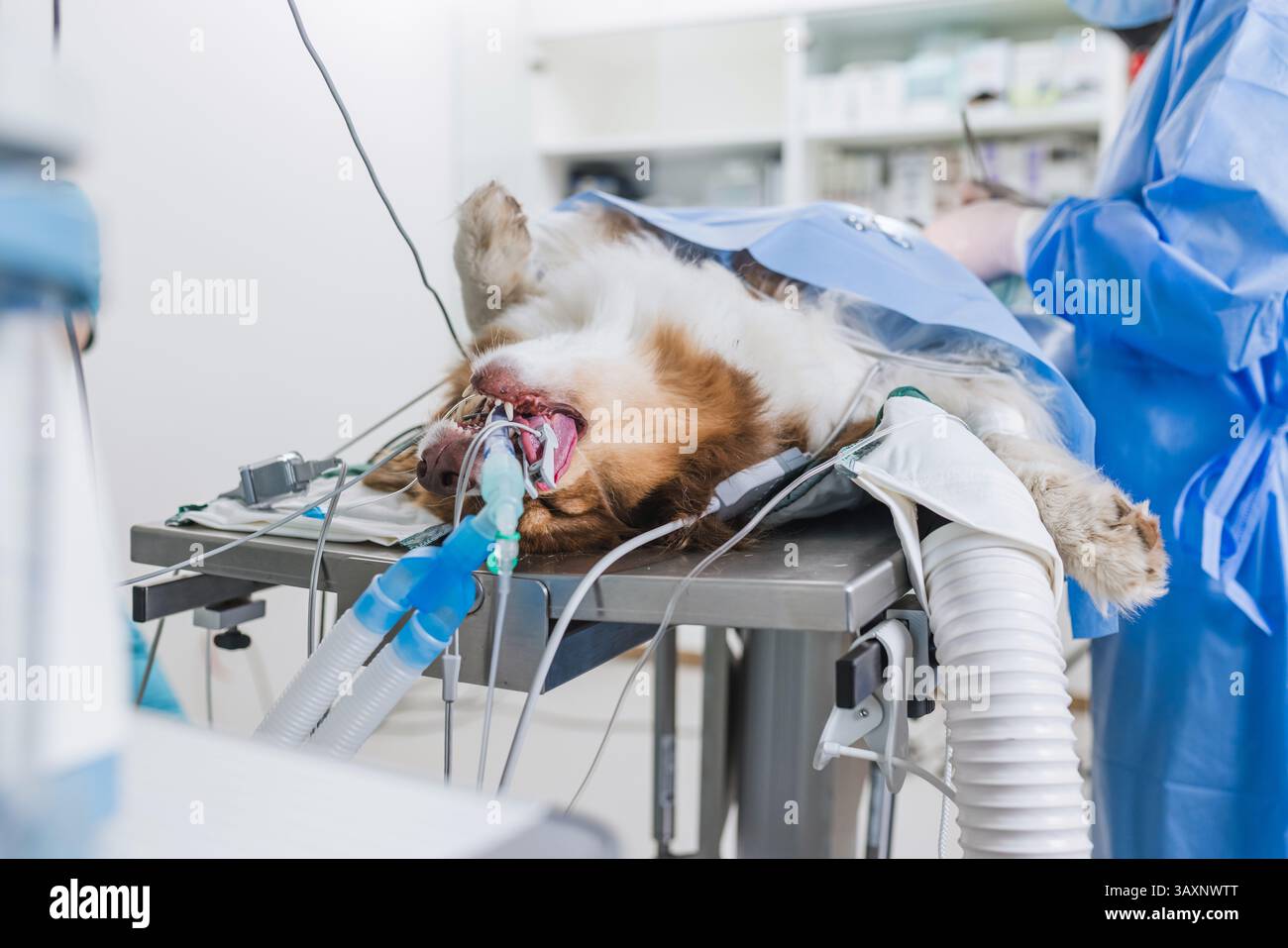 Female veterinarian successfully removing a tumor from a dog patient ...