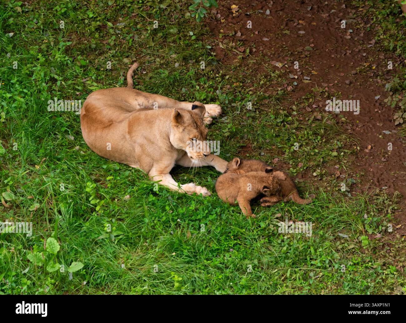 Lioness playing with her two little lion cubs on the green grass of a ...