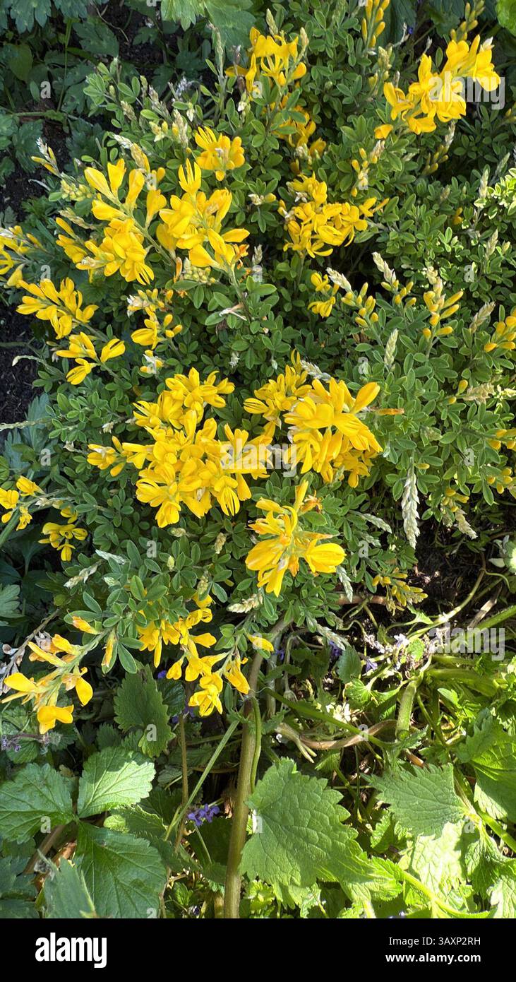 FRENCH BROOM - Genista. Photo: Tony Gale Stock Photo - Alamy