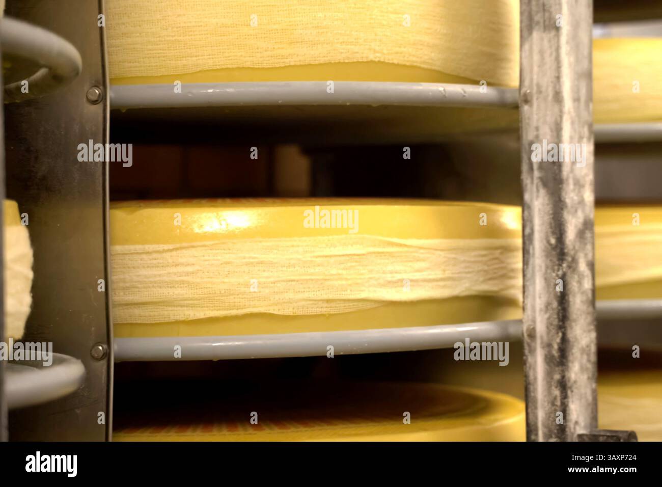 Racks with washers of cheese. Cheese storage Stock Photo - Alamy