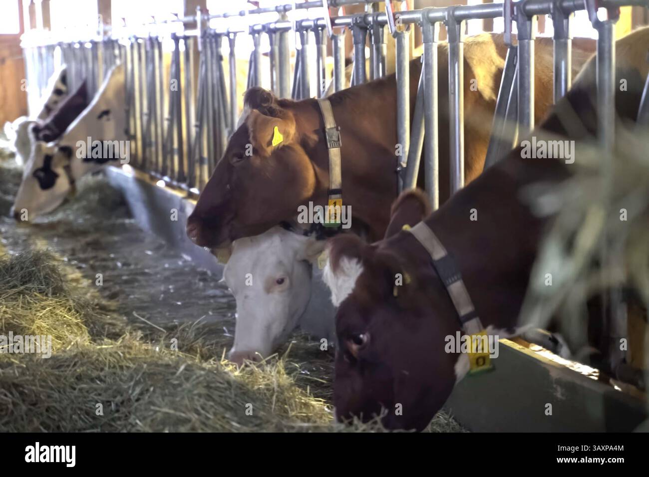 Cows on the farm feed hay in a stall Stock Photo - Alamy