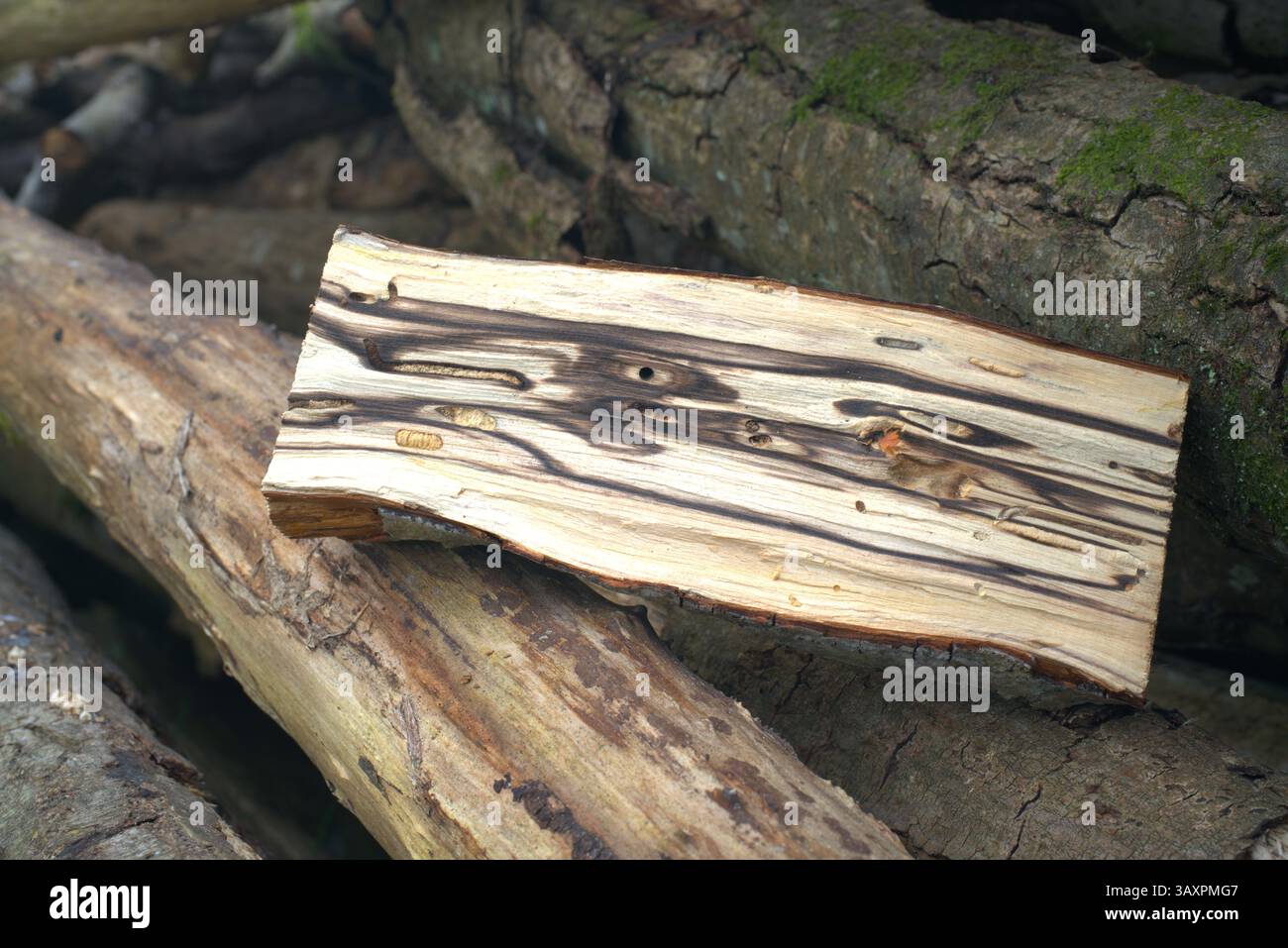 Spalting hi-res stock photography and images - Alamy
