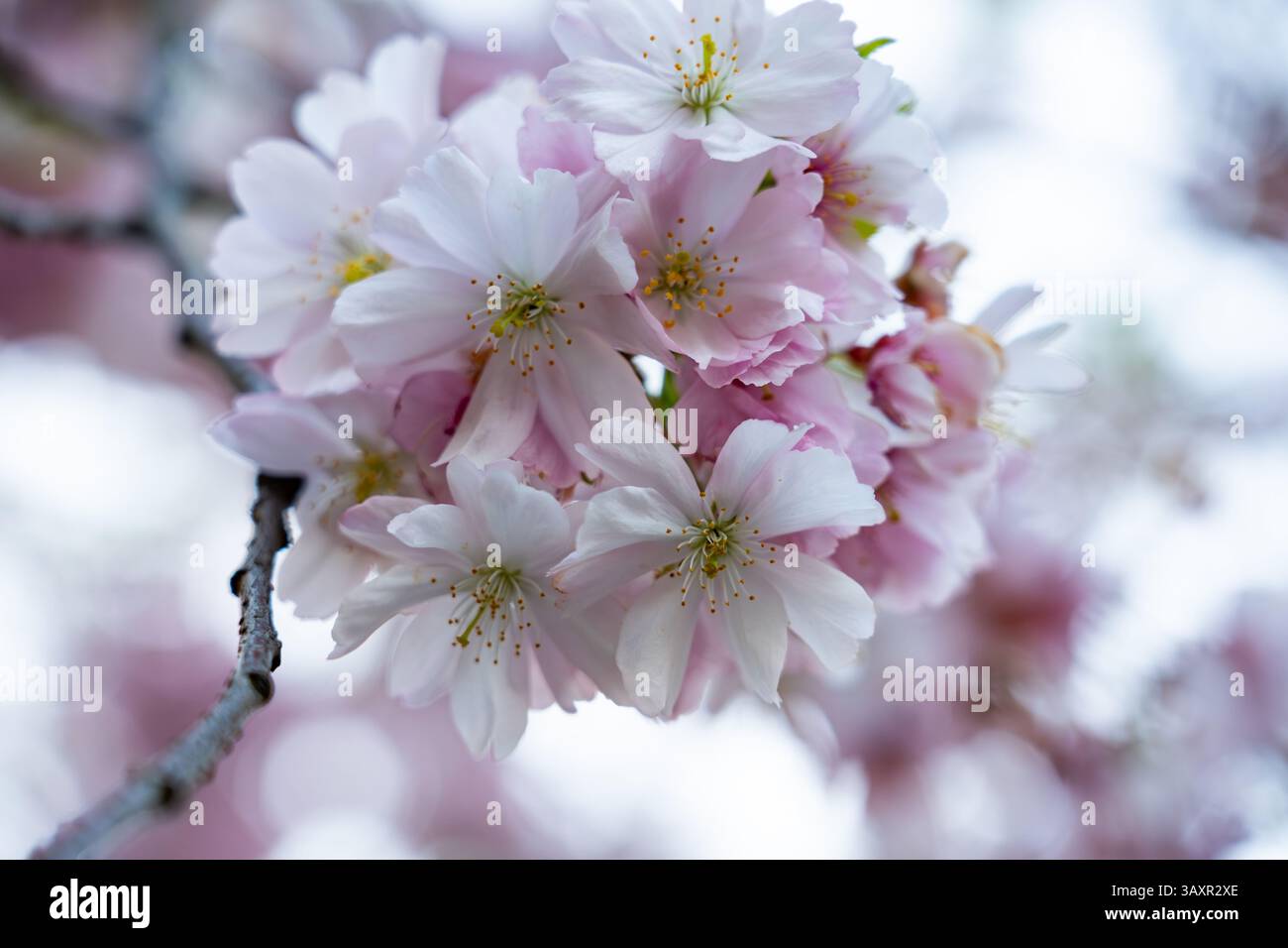Delicate cherry blossoms in varying shades of pink burst forth on ...