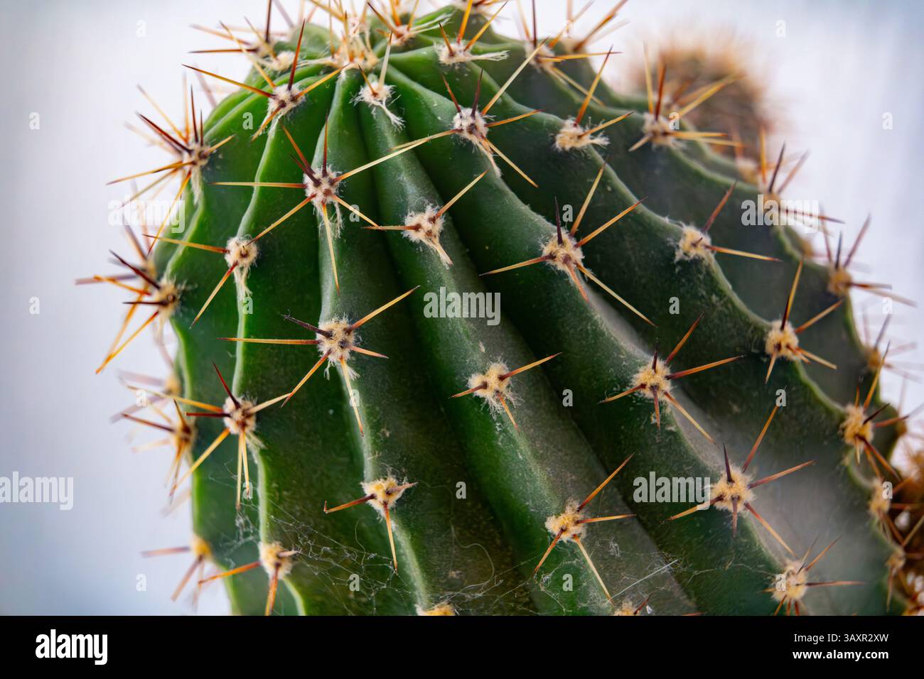 A detailed view captures the texture and patterns of a green cactus ...