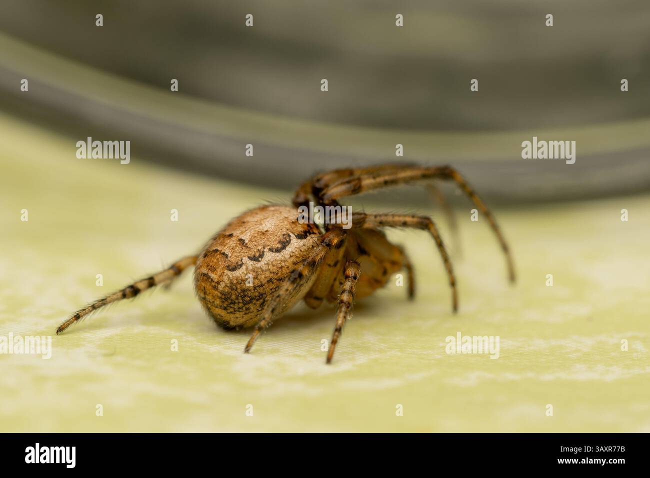 A Zygiella x-notata (cross orb-weaver) photographed indoors, with its ...