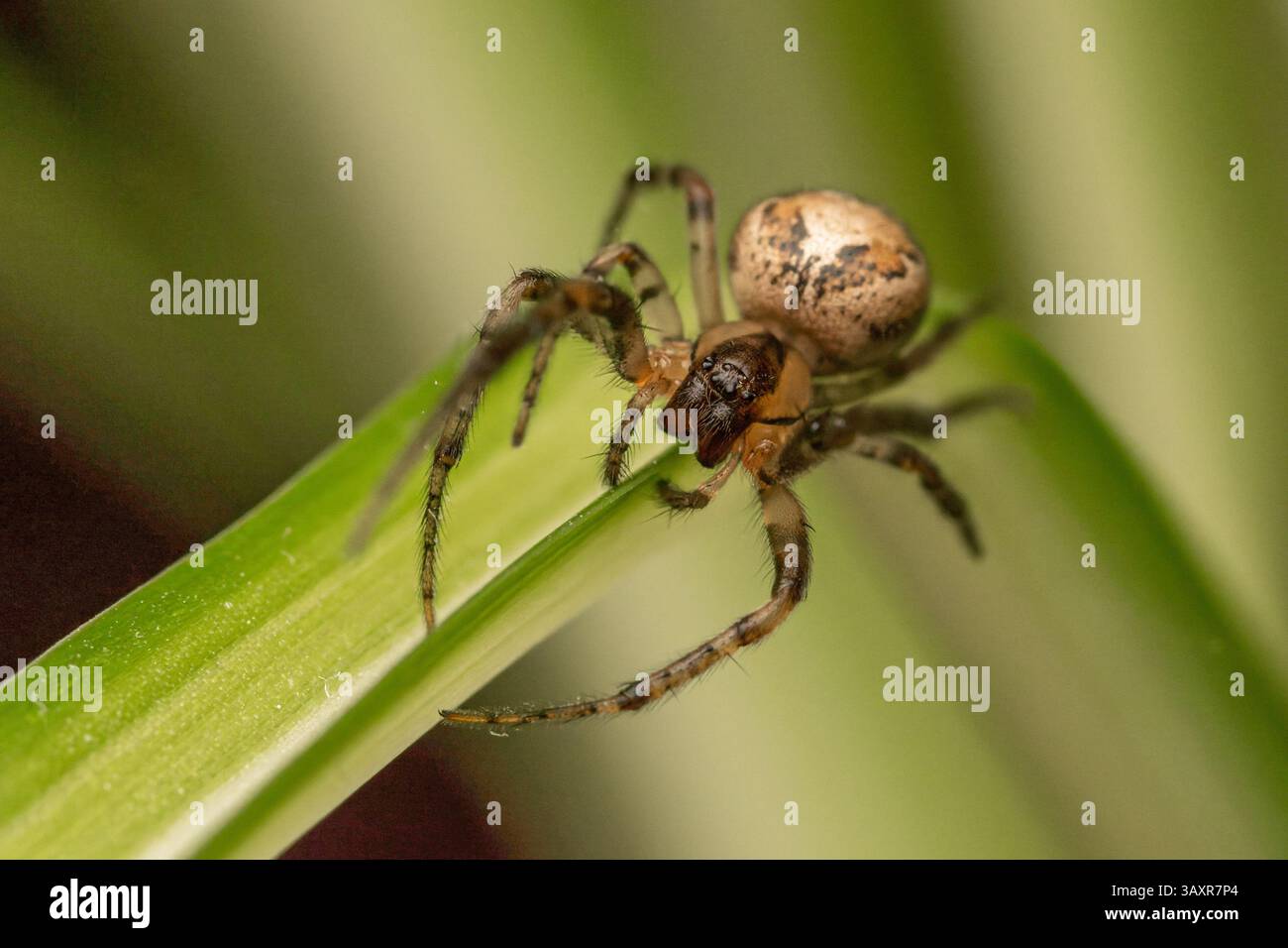 A Zygiella x-notata (cross orb-weaver) photographed indoors, with its ...
