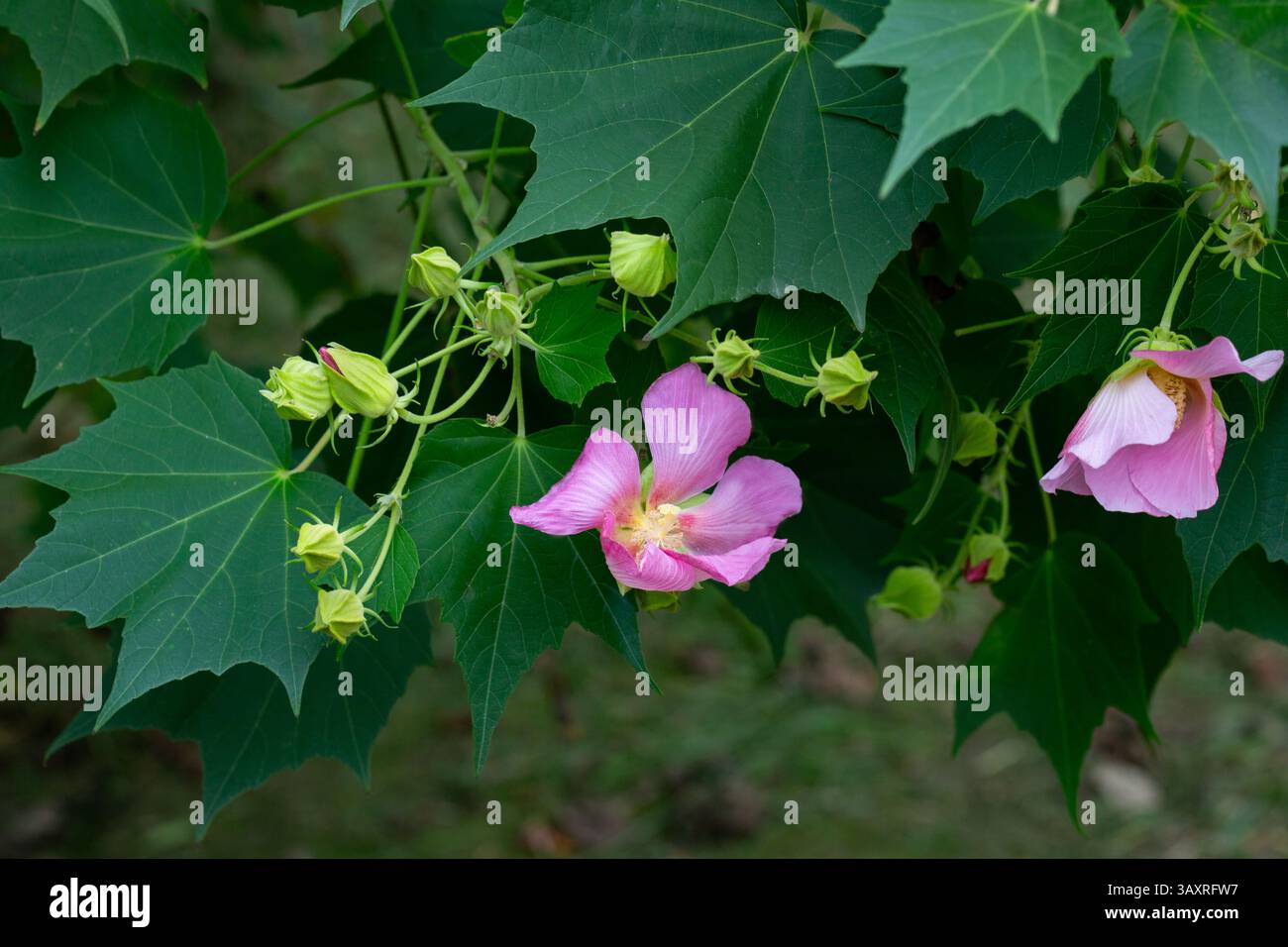 large pink flowers of Hibiscus mutabilis, in the garden, also known as ...
