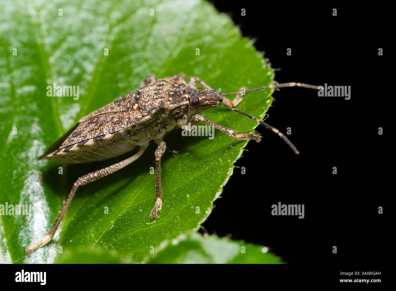 Halyomorpha halys (brown marmorated stink bug) on an indoor plant ...