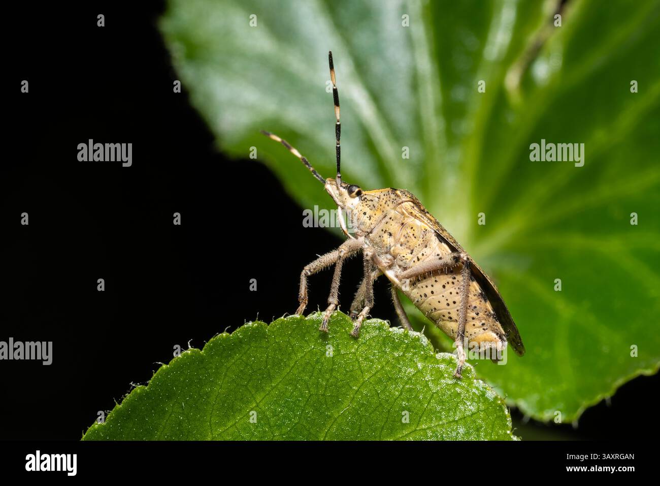 Elasmostethus interstinctus (clouded plant bug) observed indoors, a ...