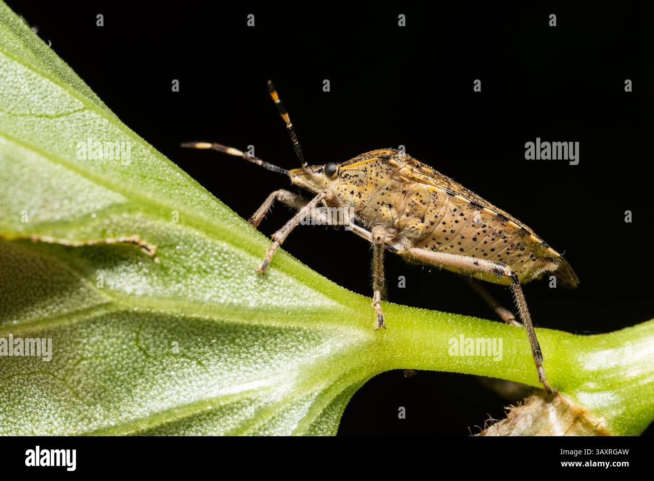 Elasmostethus interstinctus (clouded plant bug) observed indoors, a ...
