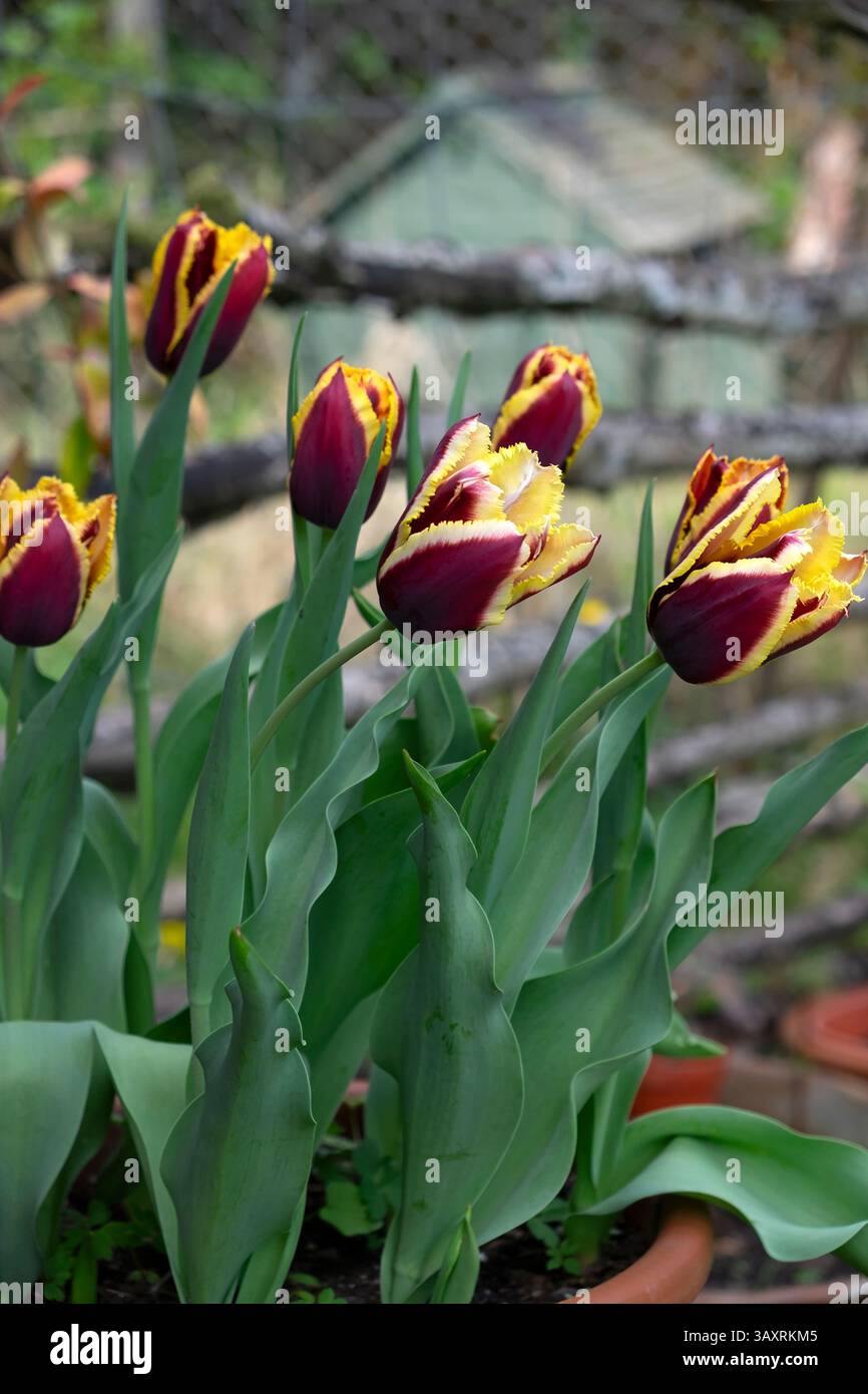 Tulipa gavota special hi-res stock photography and images - Alamy