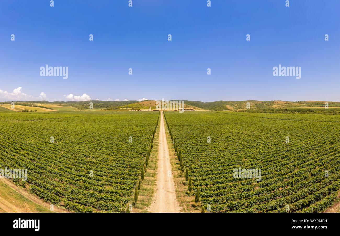 aerial panoramic view of endless rows of green vineyard plantation ...