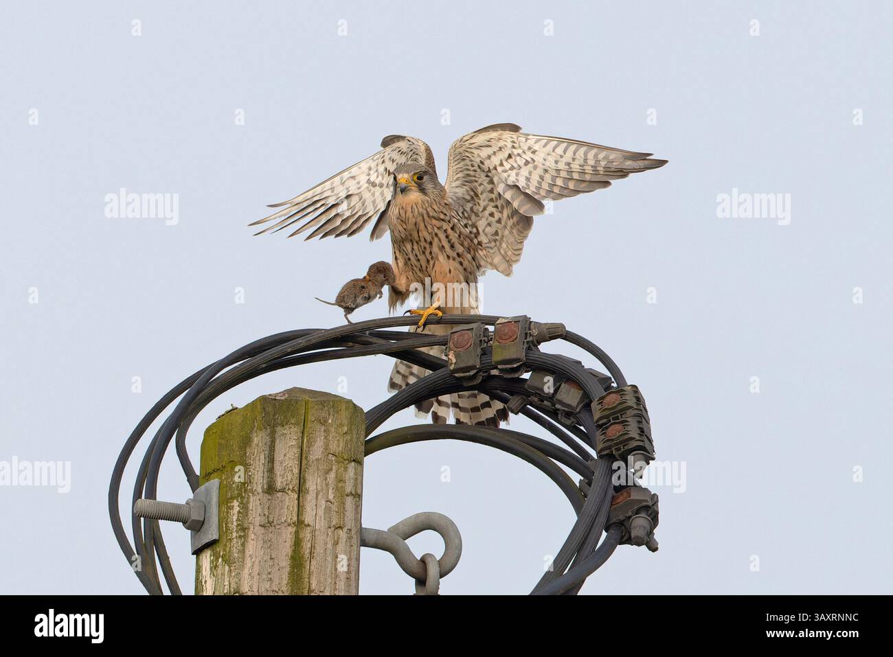 Common Kestrel (Falco tinnunculus) male with Short-tailed Field Vole ...