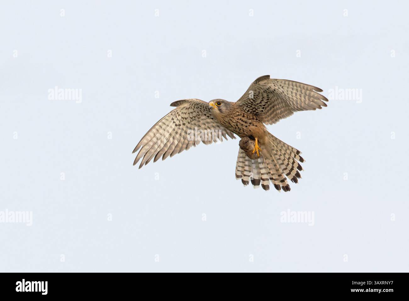 Common Kestrel (Falco tinnunculus) male with Short-tailed Field Vole ...