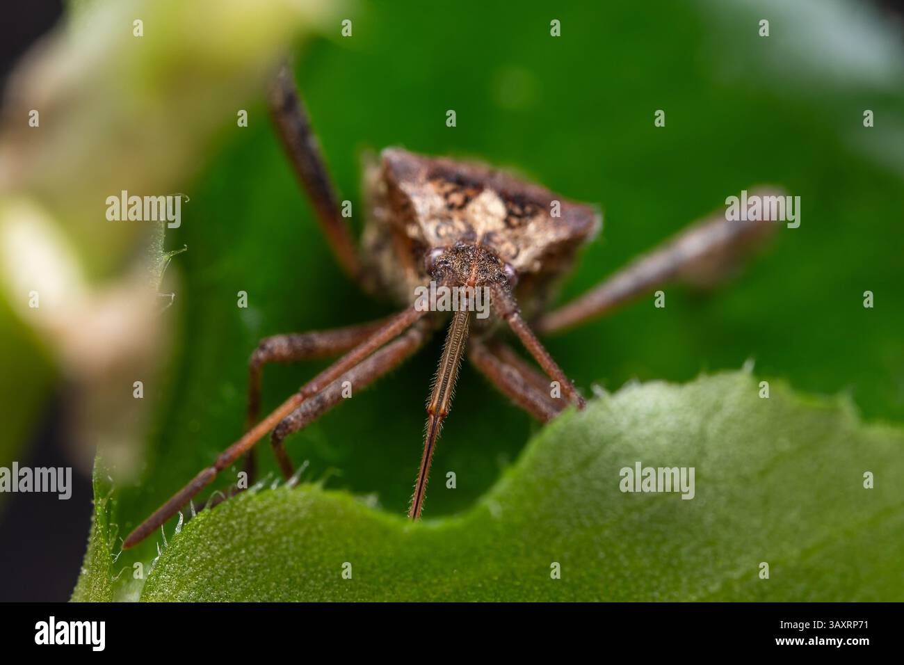 Leptoglossus gonagra (American pine bug) feeding on sap from an indoor ...