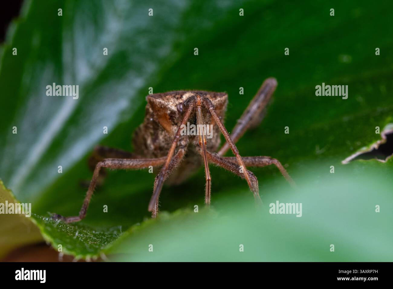 Leptoglossus gonagra (American pine bug) feeding on sap from an indoor ...