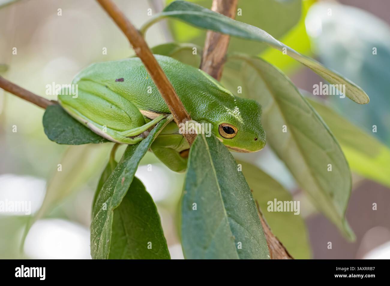 An American green tree frog, Dryophytes cinereus, on a spring morning ...