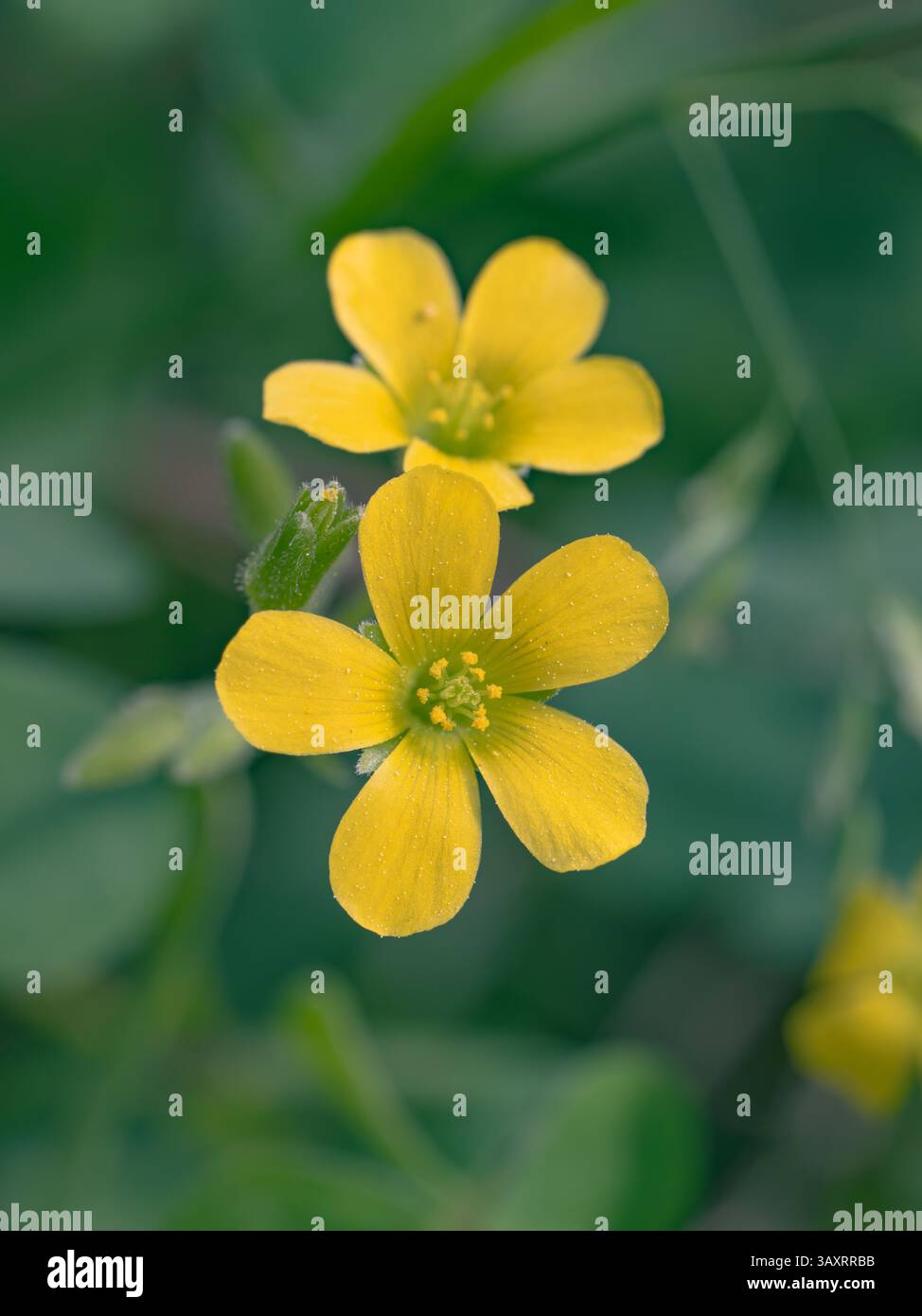 Yellow Wood Sorrel, Oxalis stricta, growing in a Texas garden Stock ...