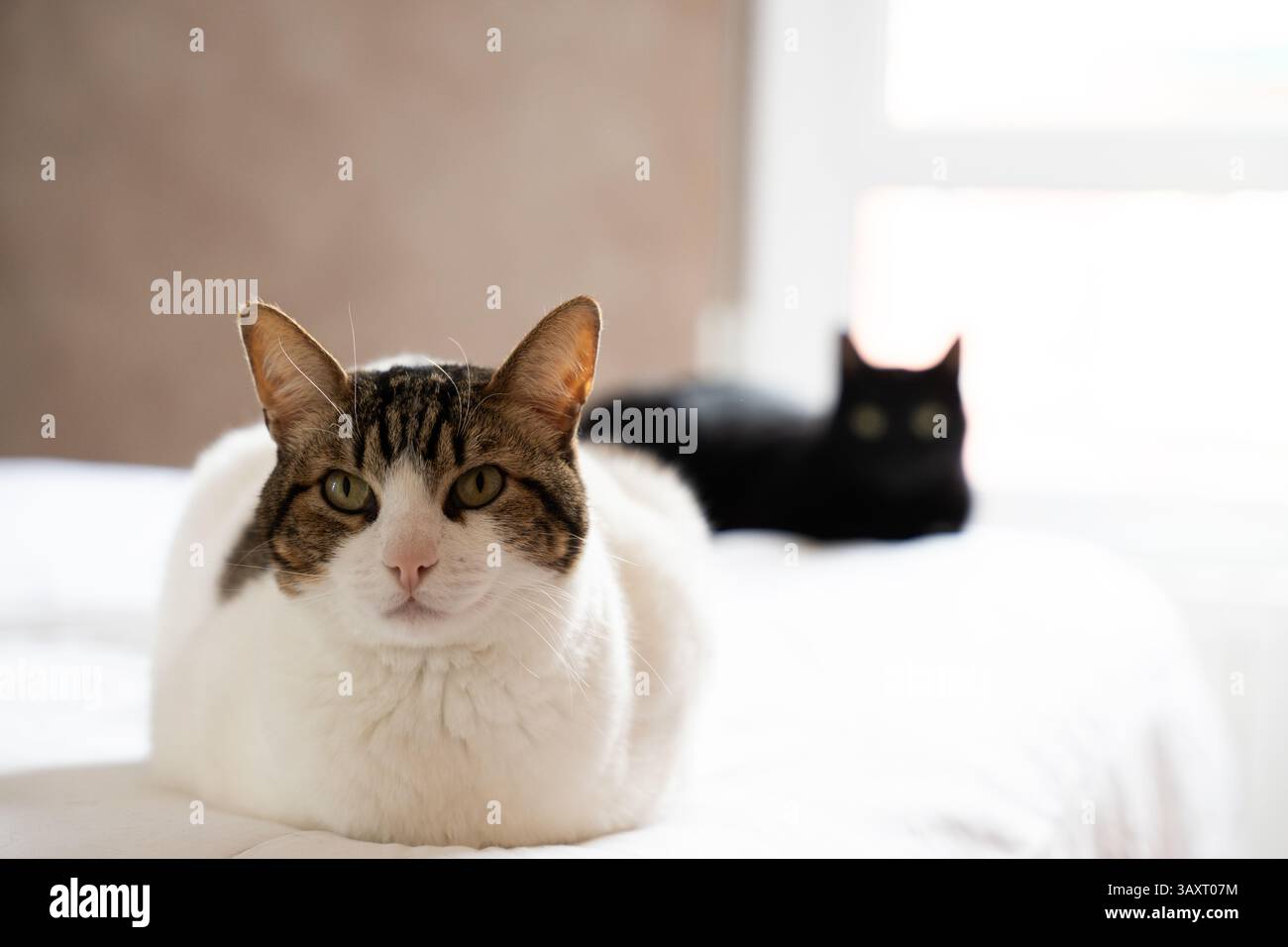 Feline relationship between two cats at home Stock Photo - Alamy
