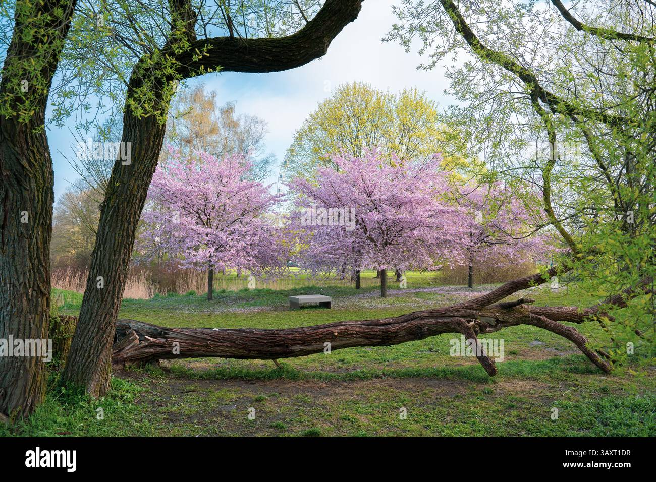 bench under a blooming pink sakura cherry blossom tree in Victory park ...