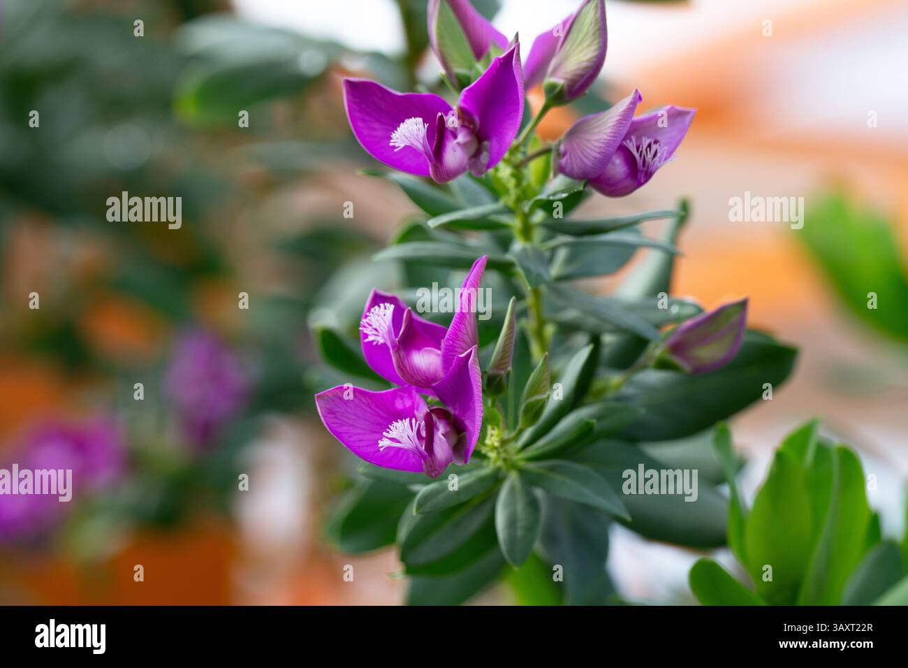 Polygala myrtifolia common names Bellarine pea,Myrtle-leaf milkwort ...