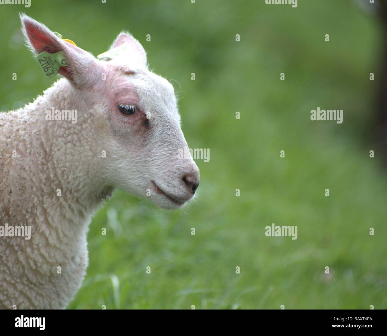 Lamb bonding hi-res stock photography and images - Alamy