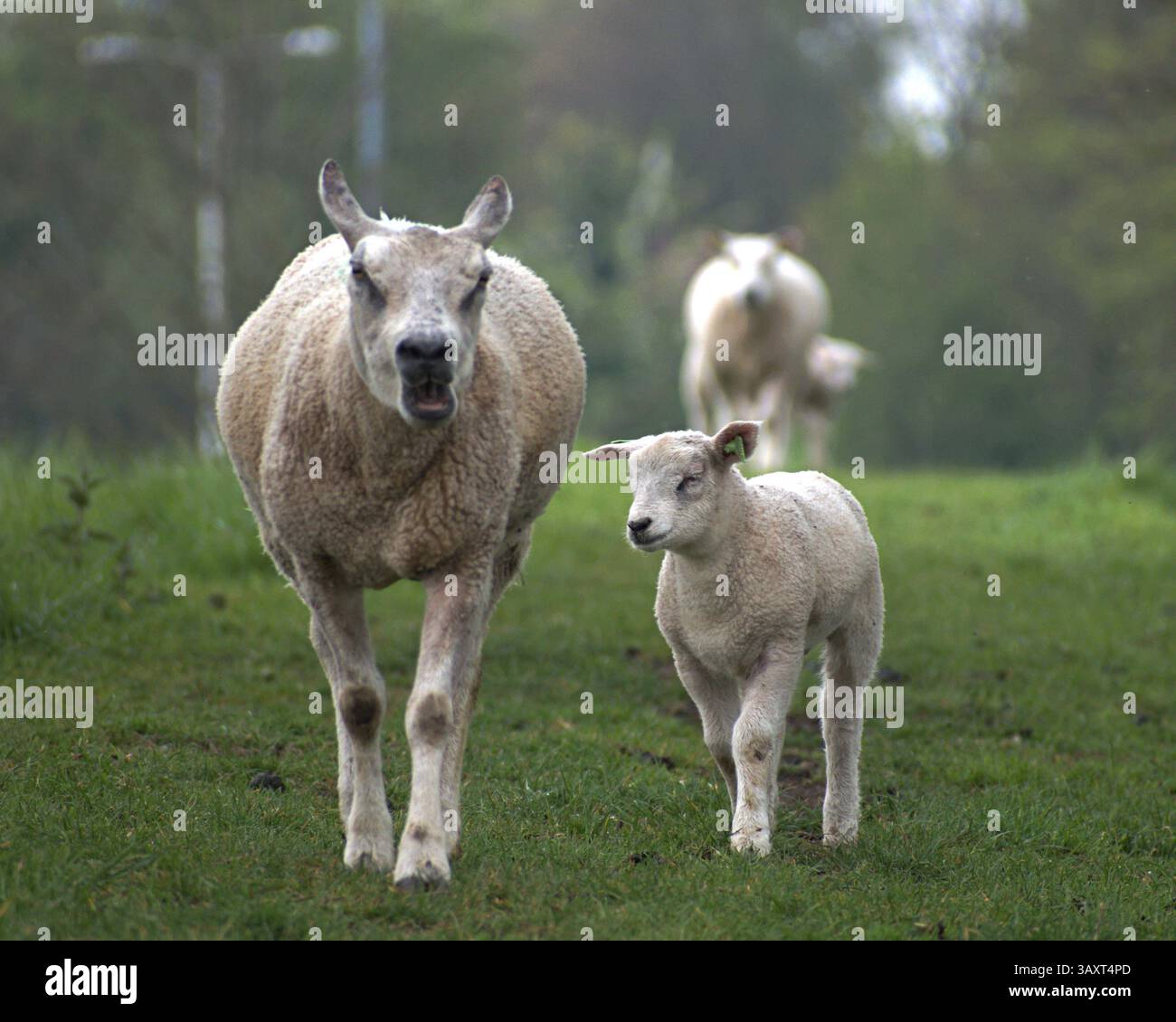 Peaceful farm moment sheep baby hi-res stock photography and images - Alamy