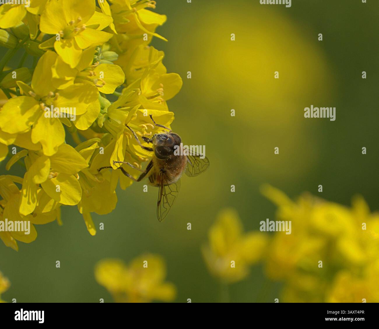 Flowering rapeseed field on sunny hi-res stock photography and images ...