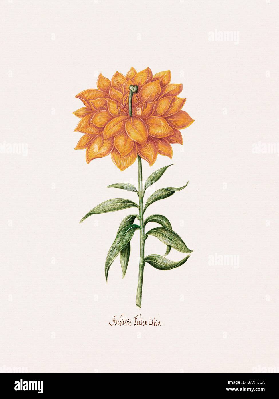 Antique watercolor flower illustration from a 1692 German botanical ...