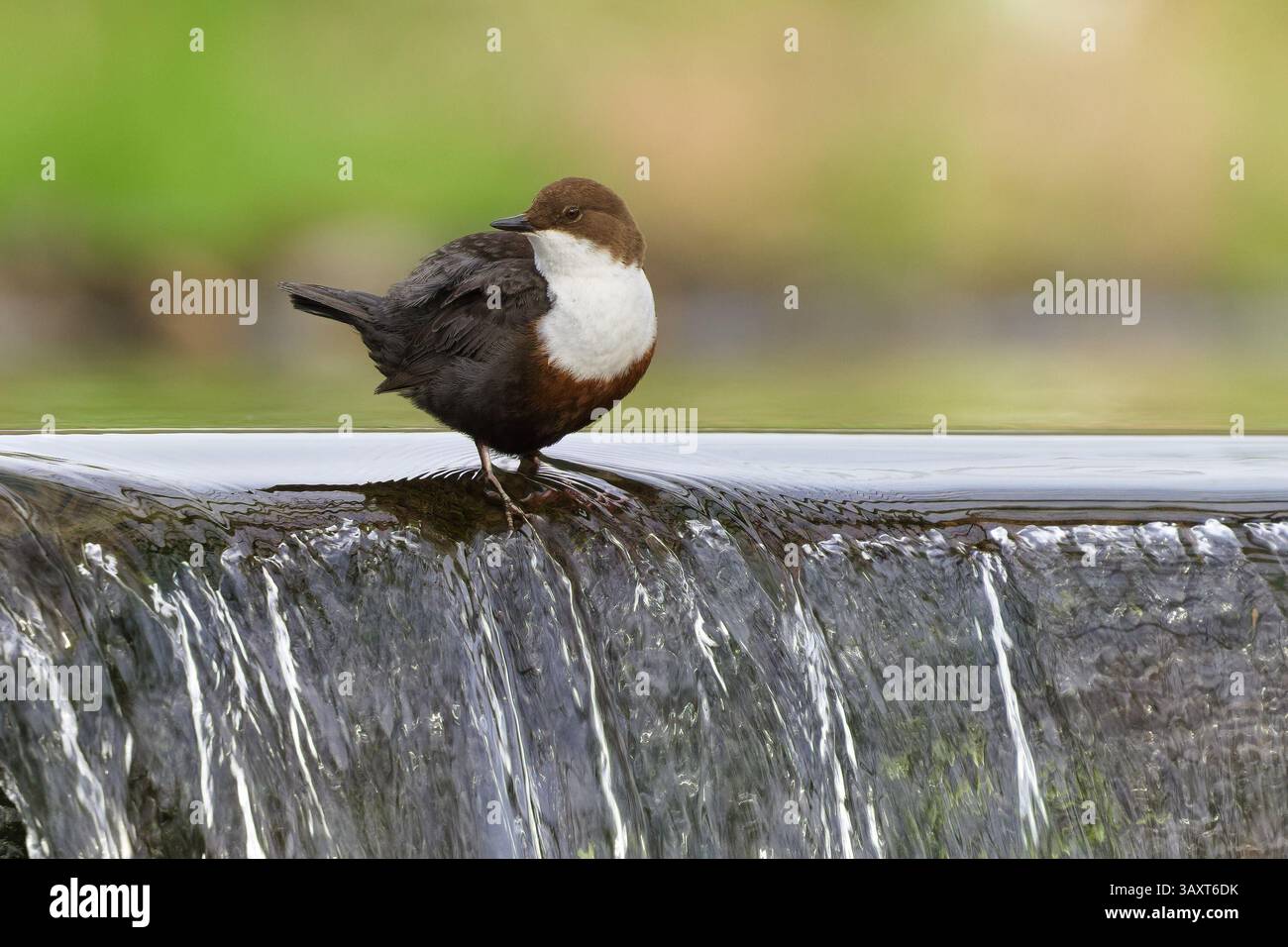 Cinclus cinclus aka White-throated dipper. Rare water bird in his ...