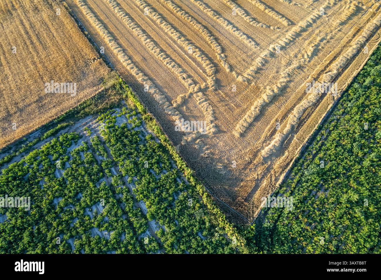 agriculture and farming top view of field divisions. agricultural ...