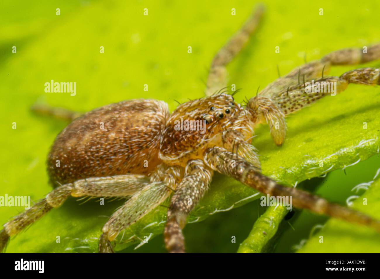 A Philodromus crab spider resting on a leaf, showcasing its predatory ...