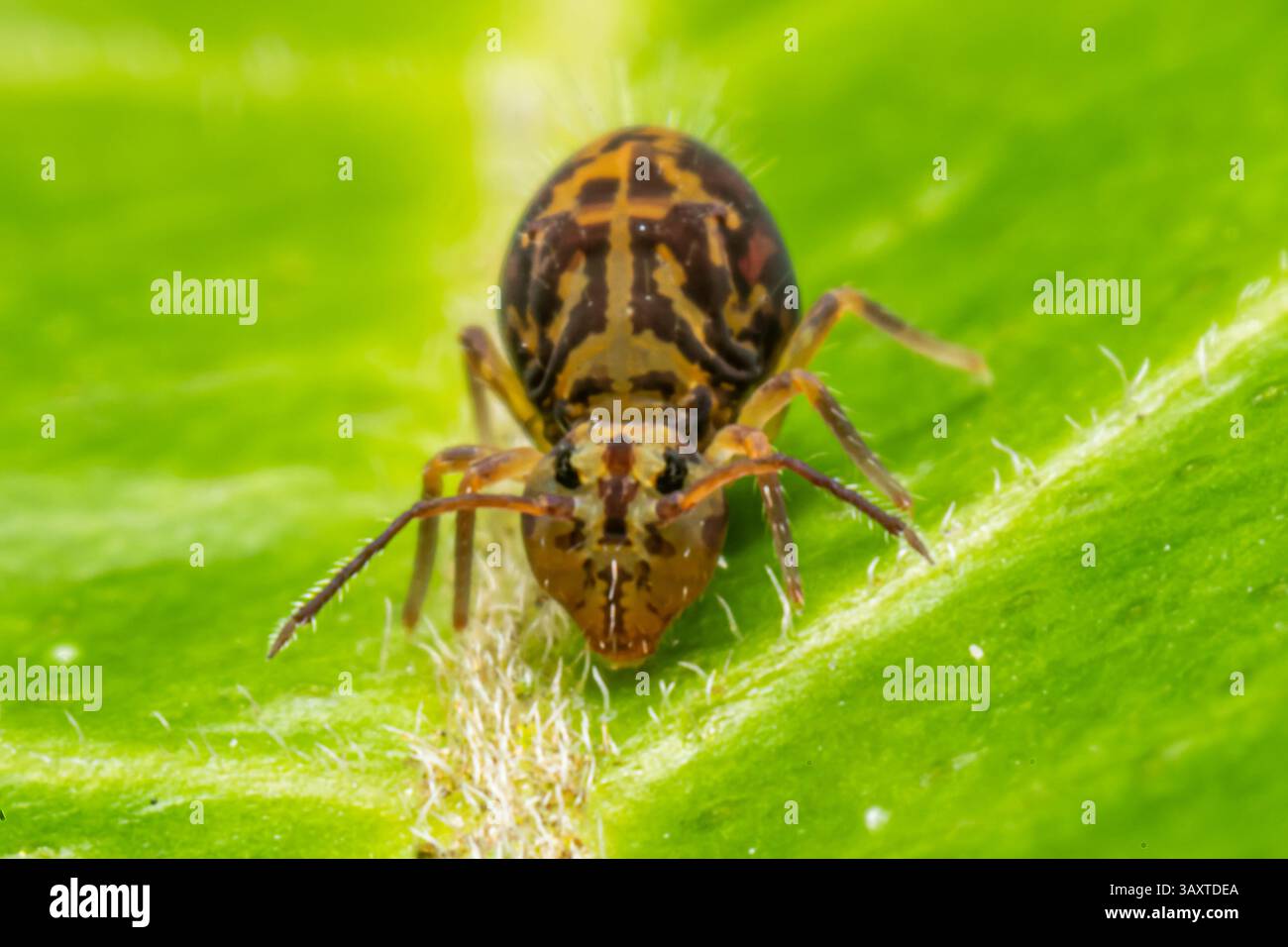 A Collembola (Springtail) resting on a leaf, demonstrating its tiny ...