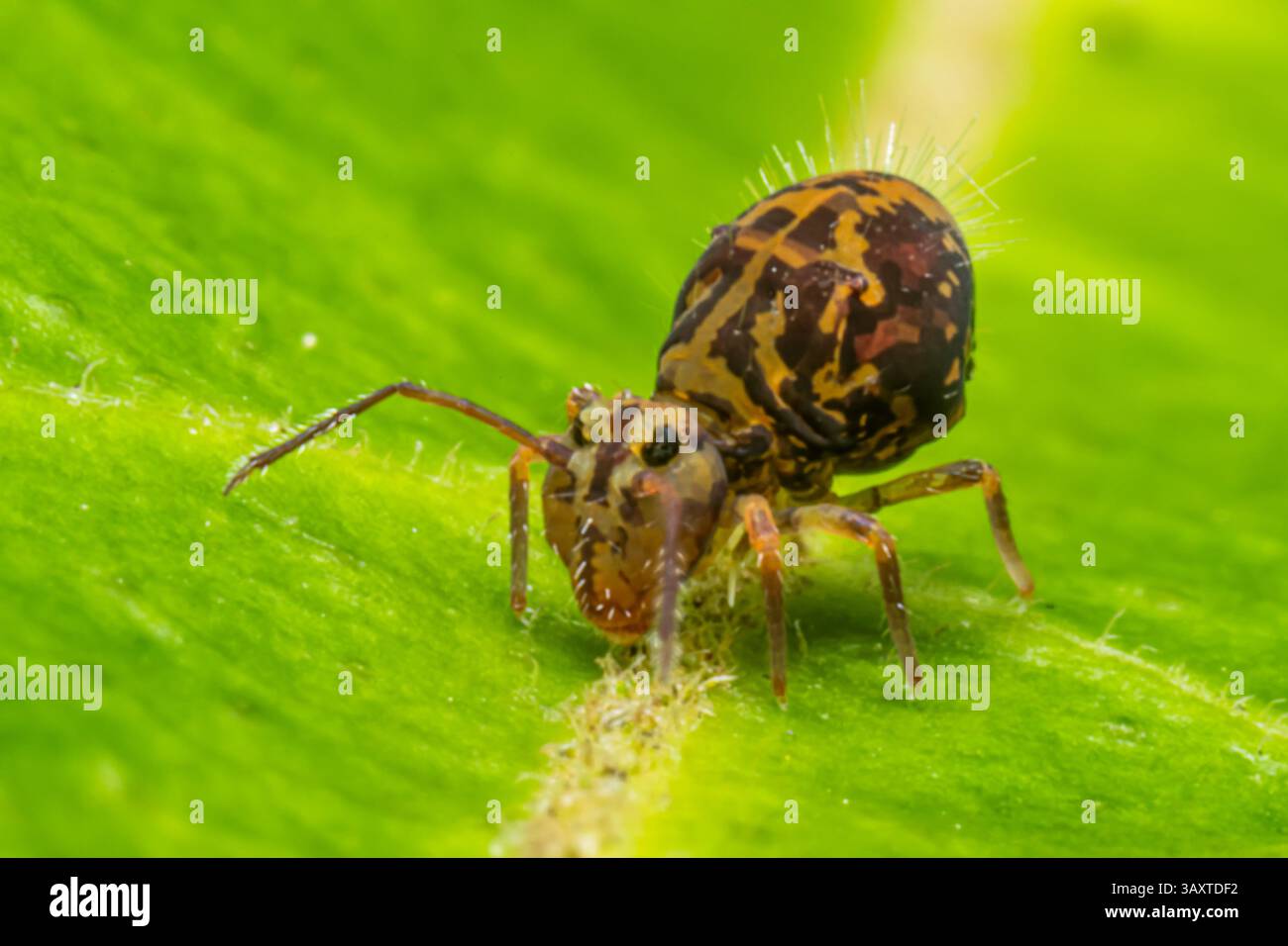 A Collembola (Springtail) resting on a leaf, demonstrating its tiny ...