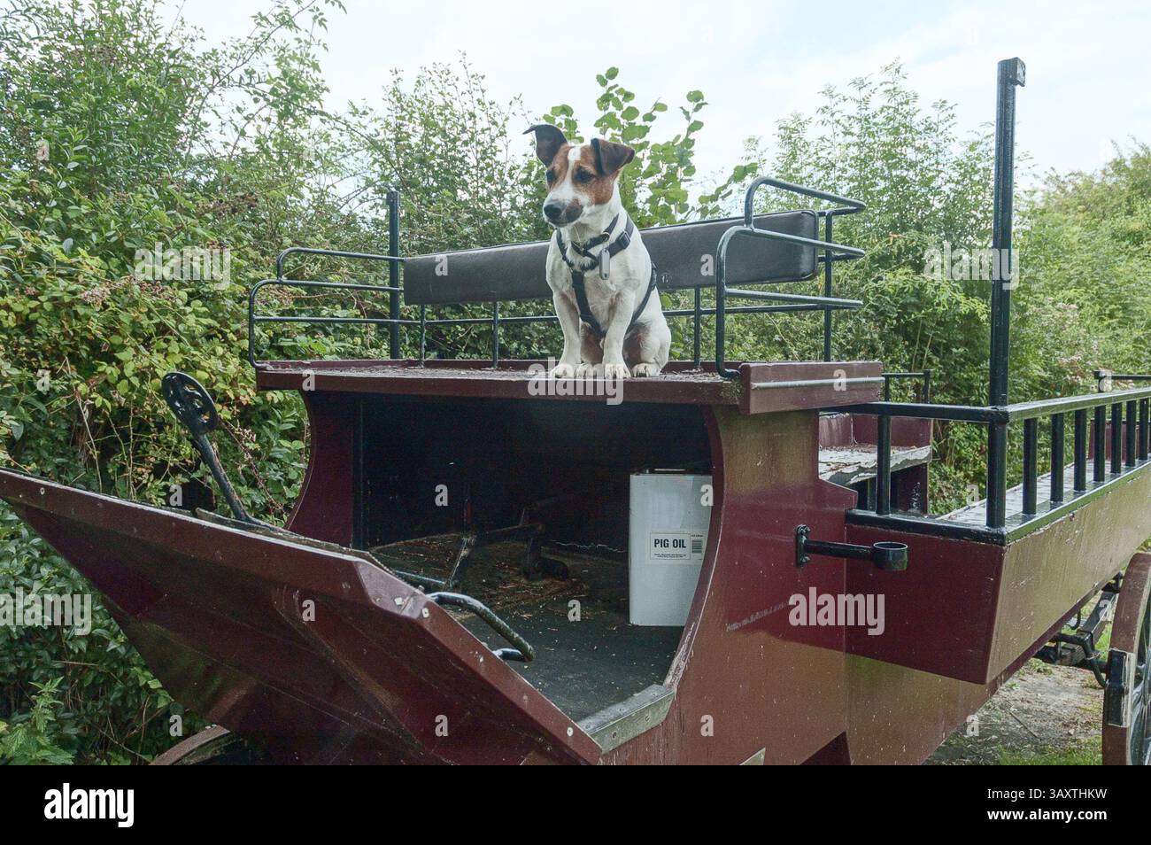 A jack Russell dog sits in a 4-wheeled horse-drawn wooden carriage at ...