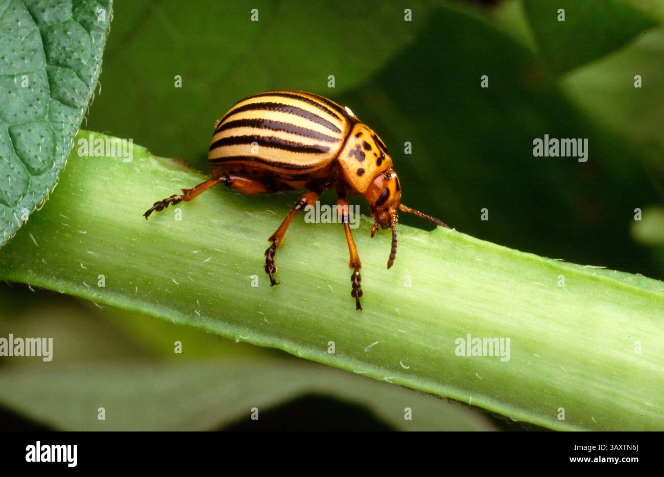Colorado beetles crawl on potato hi-res stock photography and images ...