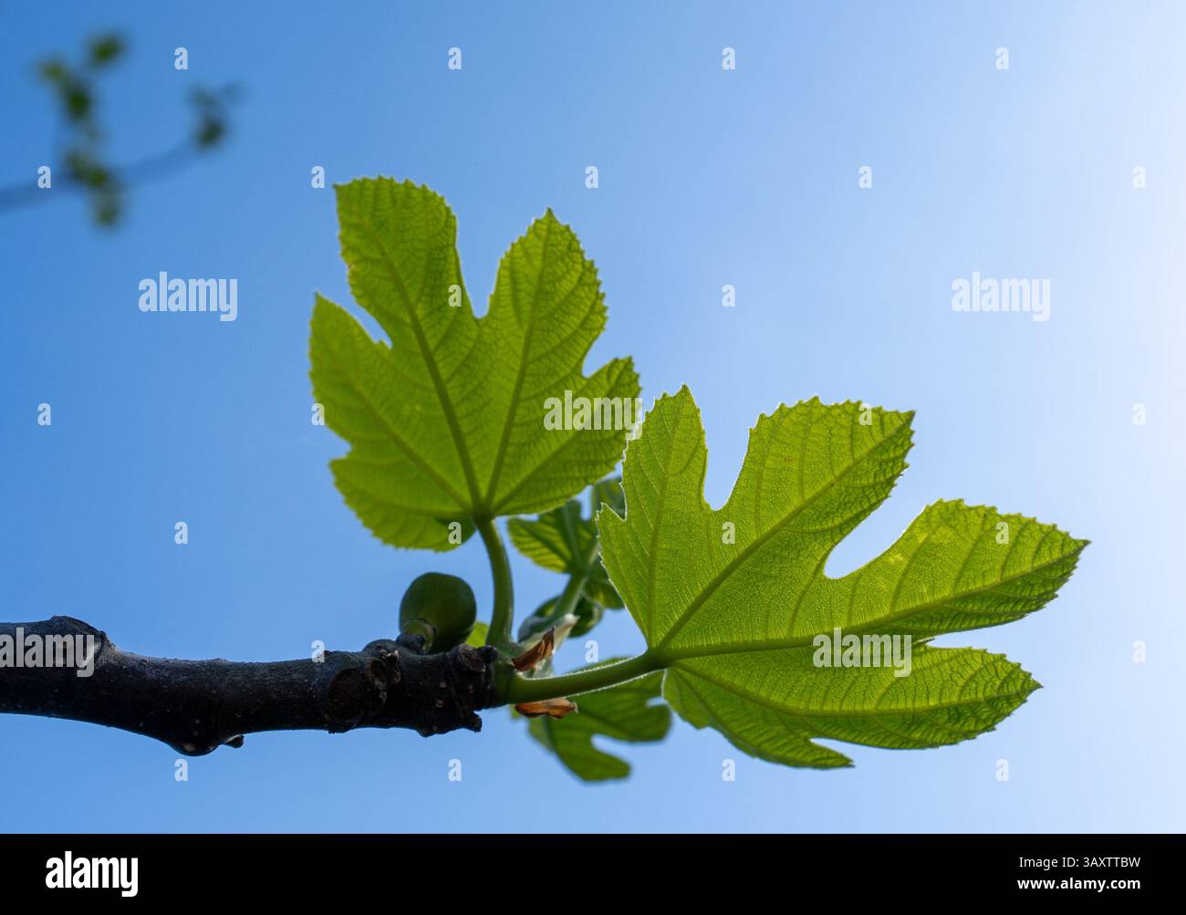 Blessed by the Sun: Fig Tree Reaching Skyward Stock Photo - Alamy