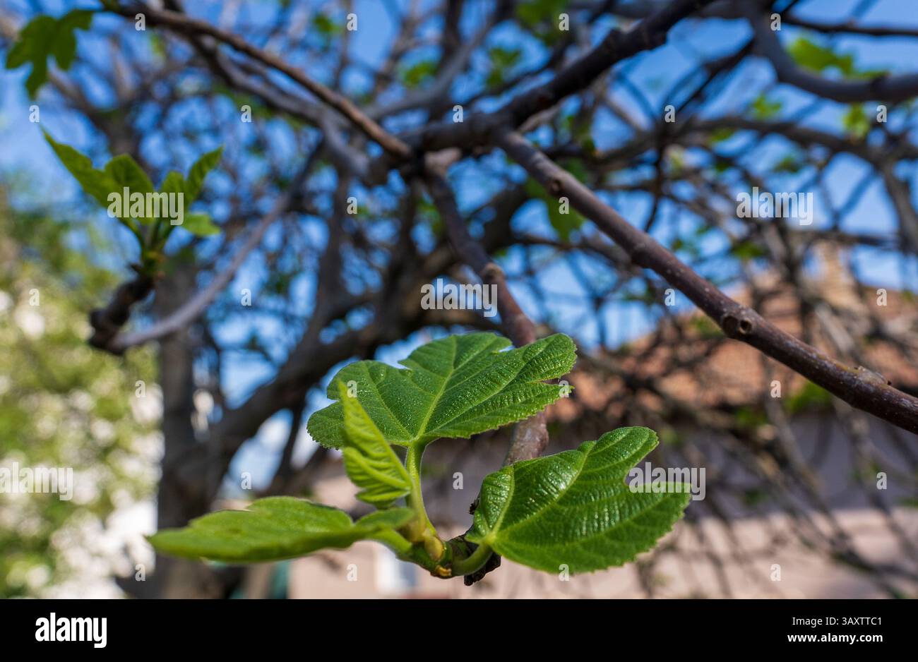 Spring Awakening: Fig Tree Leaves Unfold Stock Photo - Alamy