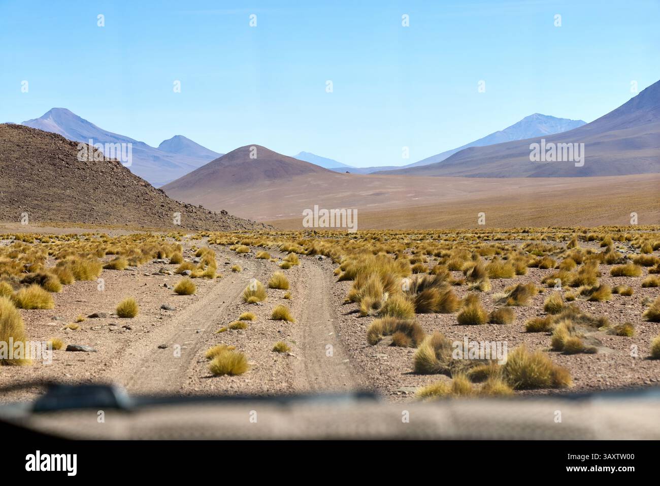 Golden puna grass tufts scattered across rocky desert floor with path ...