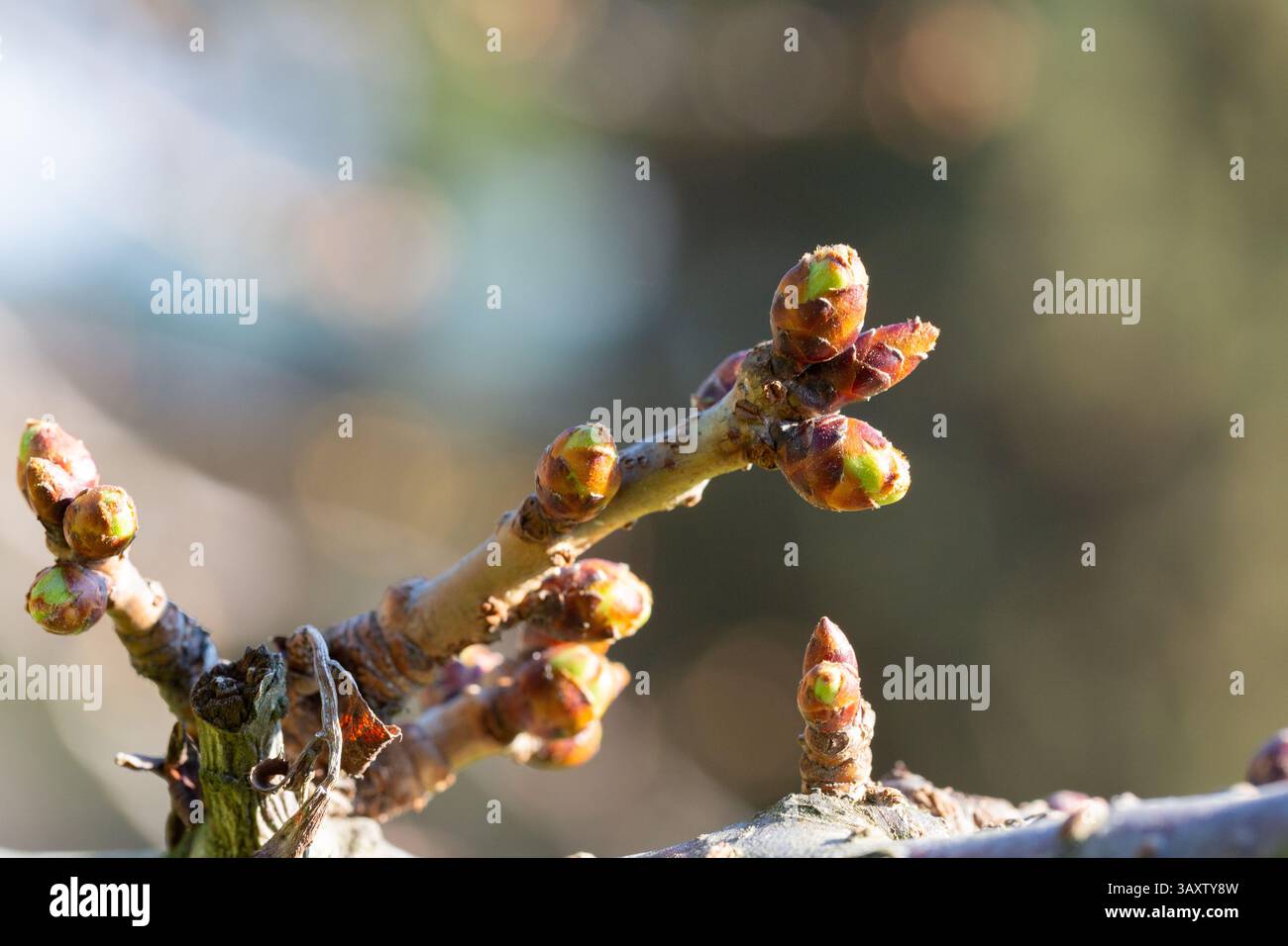newly budded tree branch. Budding fruit tree in early spring Stock ...
