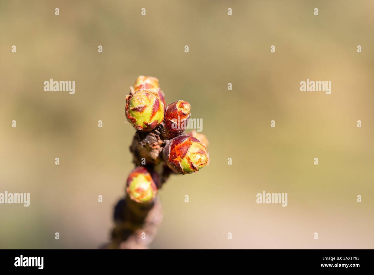 newly budded tree branch. Budding fruit tree in early spring Stock ...