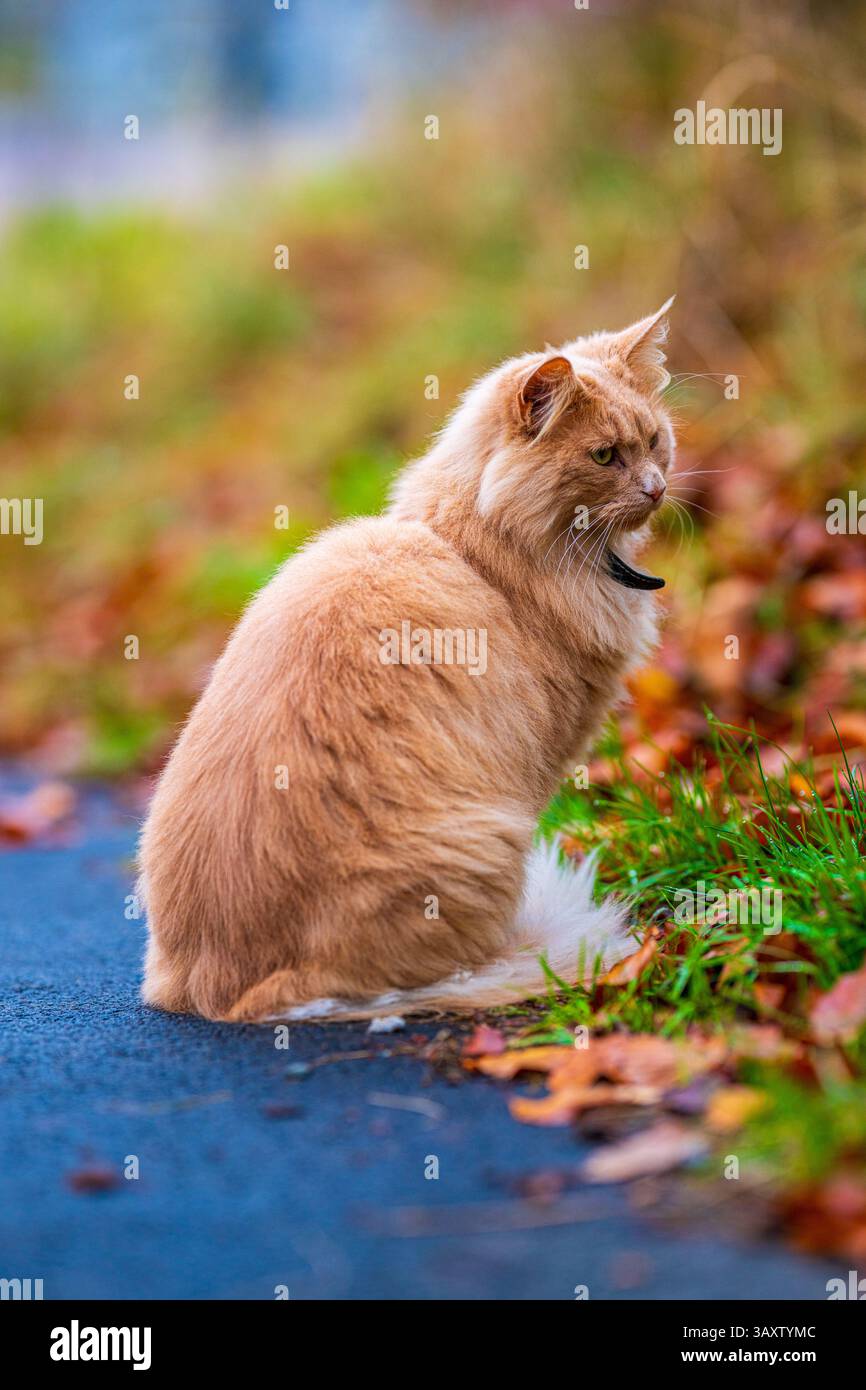 Brown long haired cat waiting for a mouse in a garden Stock Photo - Alamy
