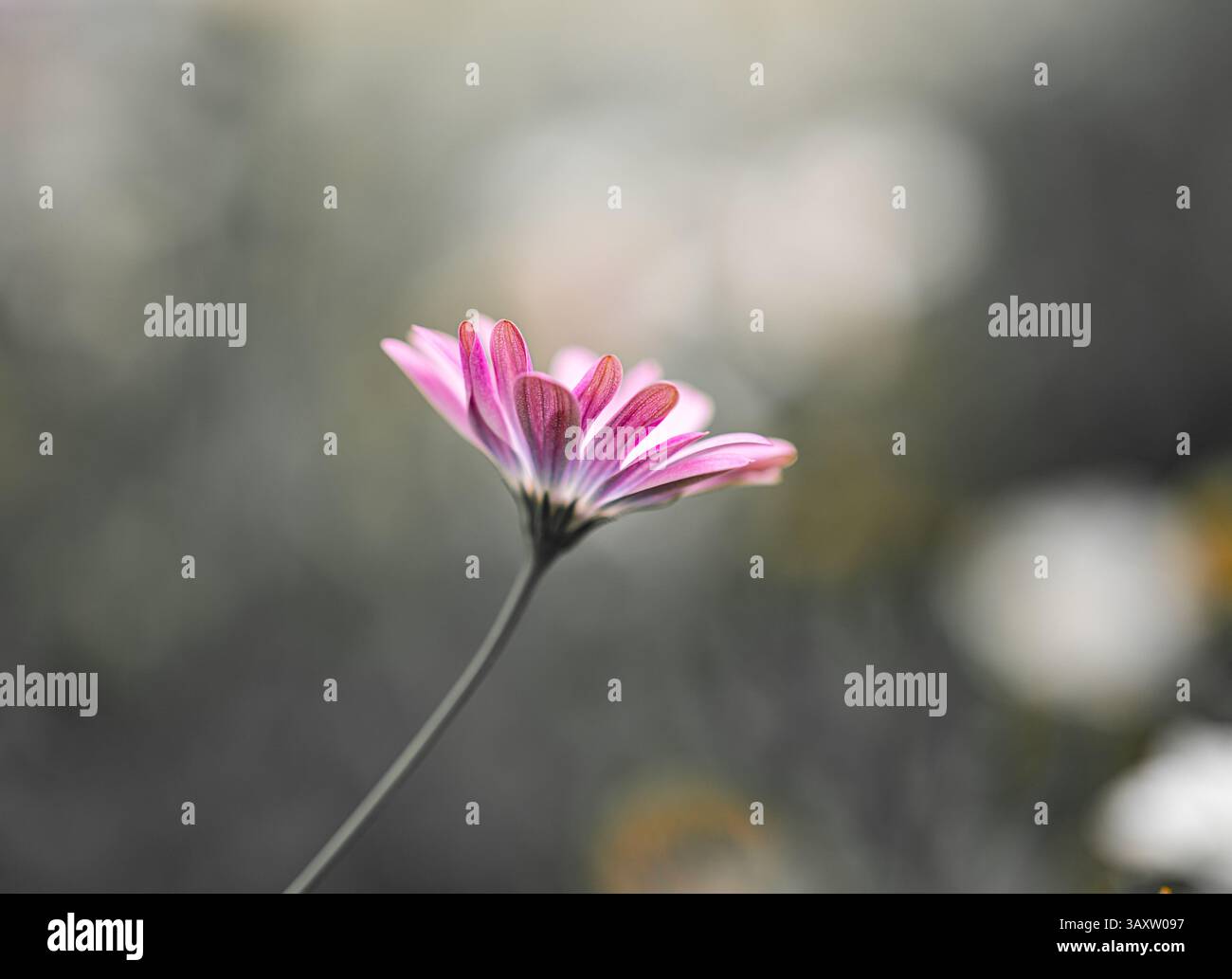 Purple Margarite flowers in a garden Stock Photo - Alamy