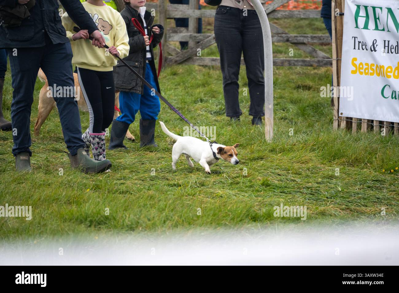 Dog Show, Lockinge Point to Point Stock Photo - Alamy