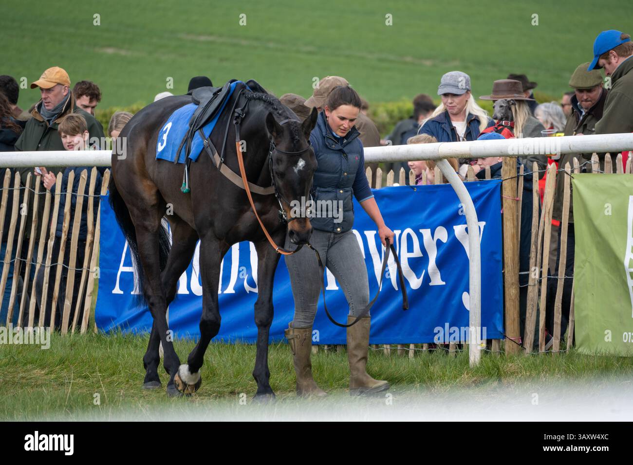Horse gets led around the ring at Lockinge Point to Point Stock Photo ...