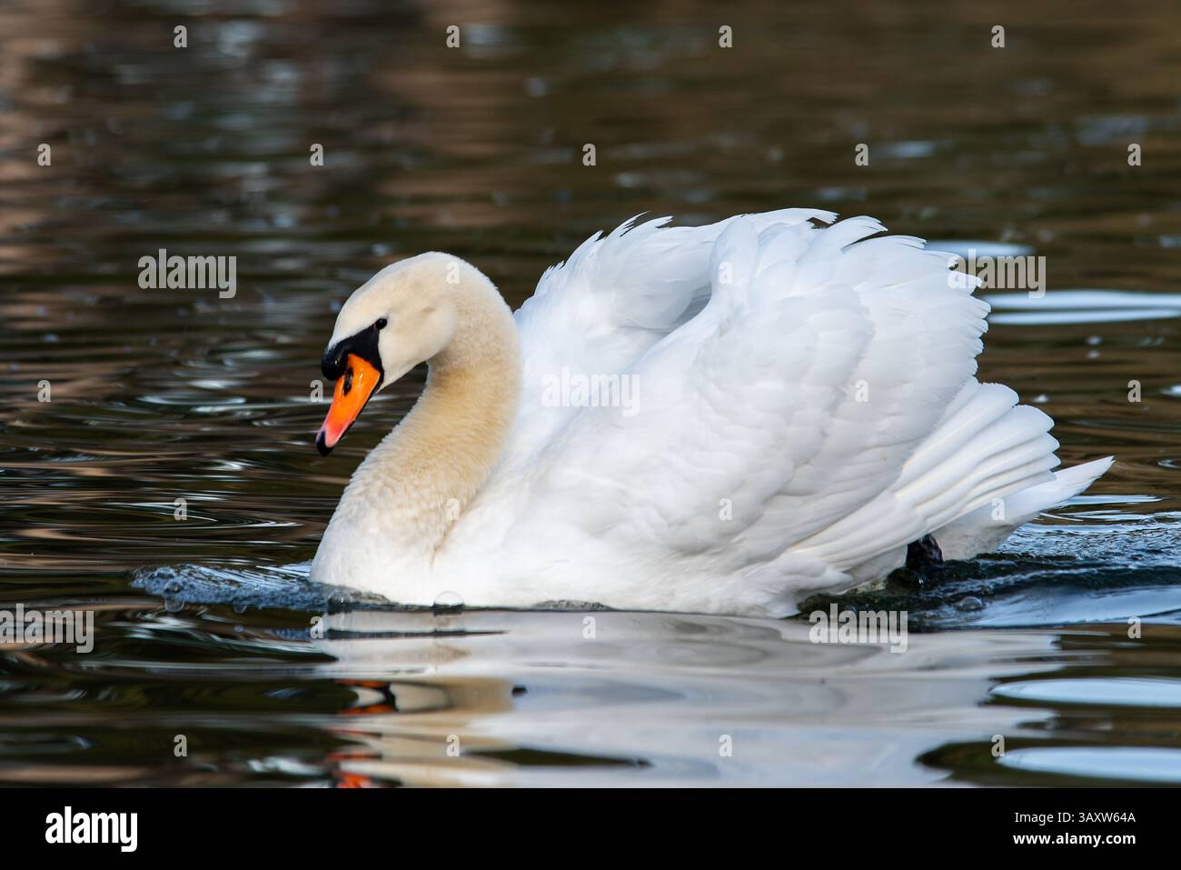 A mute swan (Cygnus olor) gracefully swimming on calm water, showcasing ...